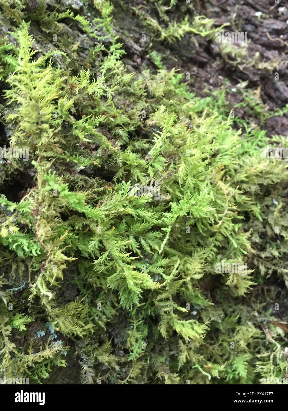 delicate fern moss (Thuidium delicatulum) Plantae Stock Photo - Alamy