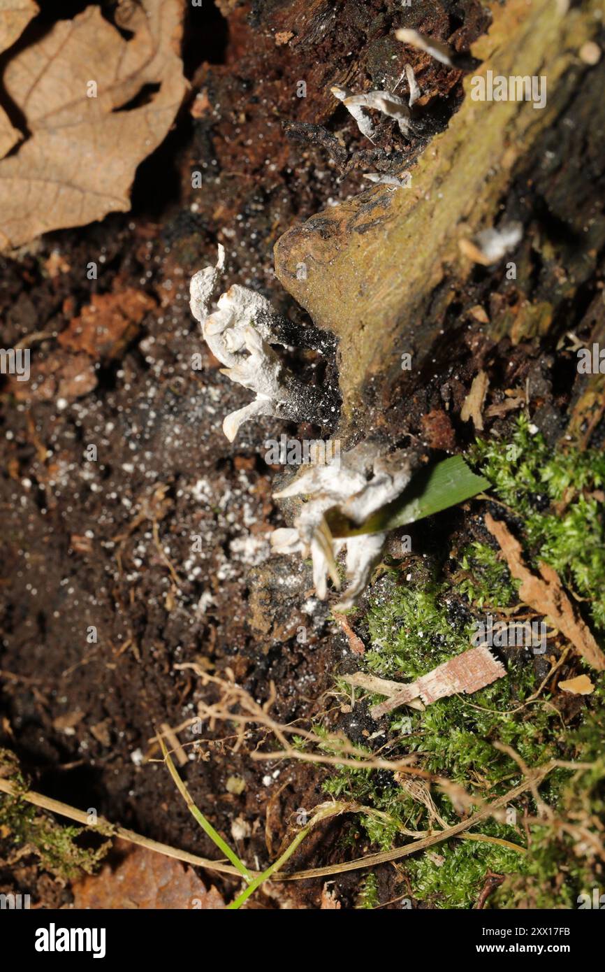 Candlesnuff Fungus (Xylaria hypoxylon) Fungi Stock Photo - Alamy