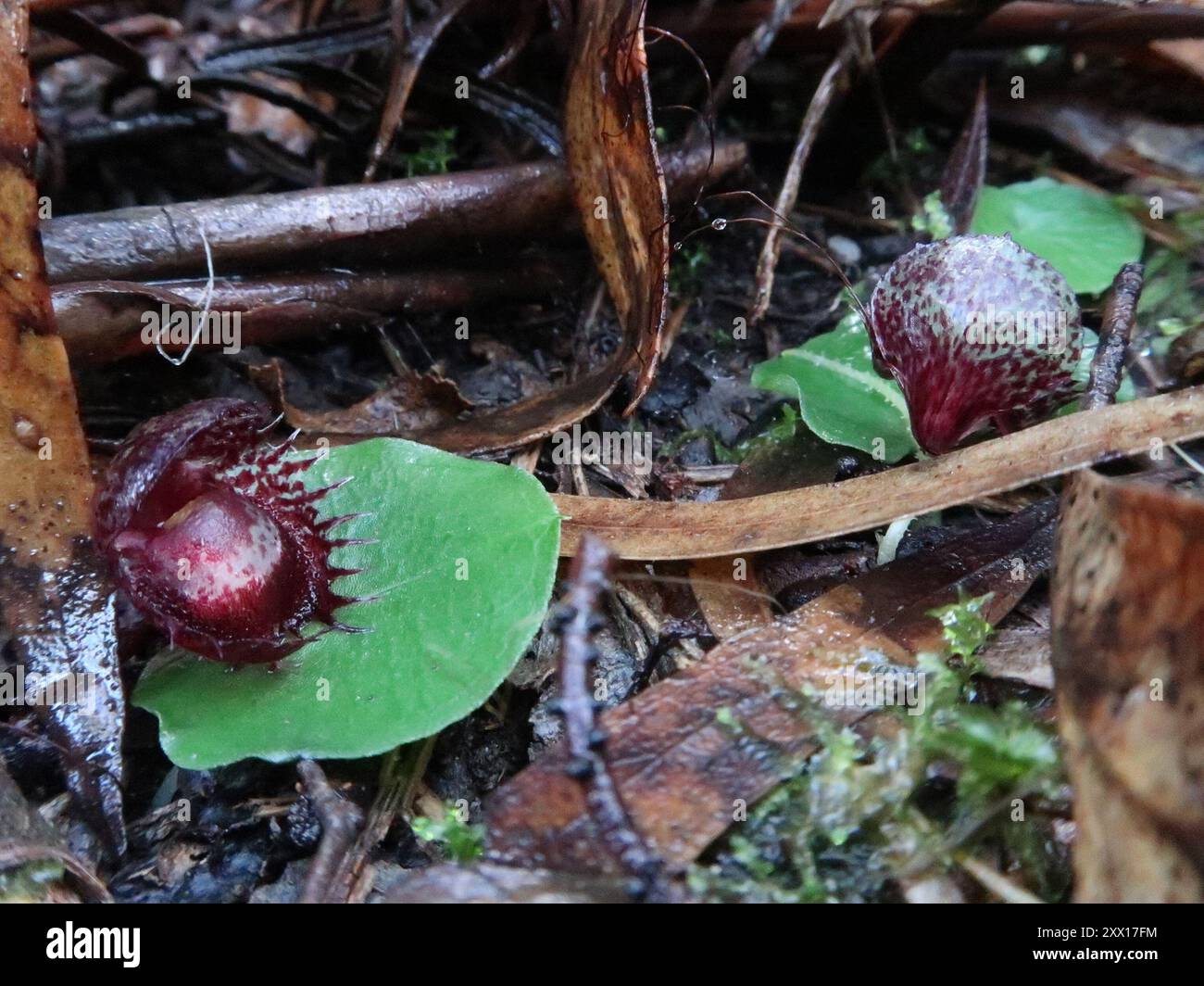 Fringed Helmet-orchid (Corybas fimbriatus) Plantae Stock Photo - Alamy