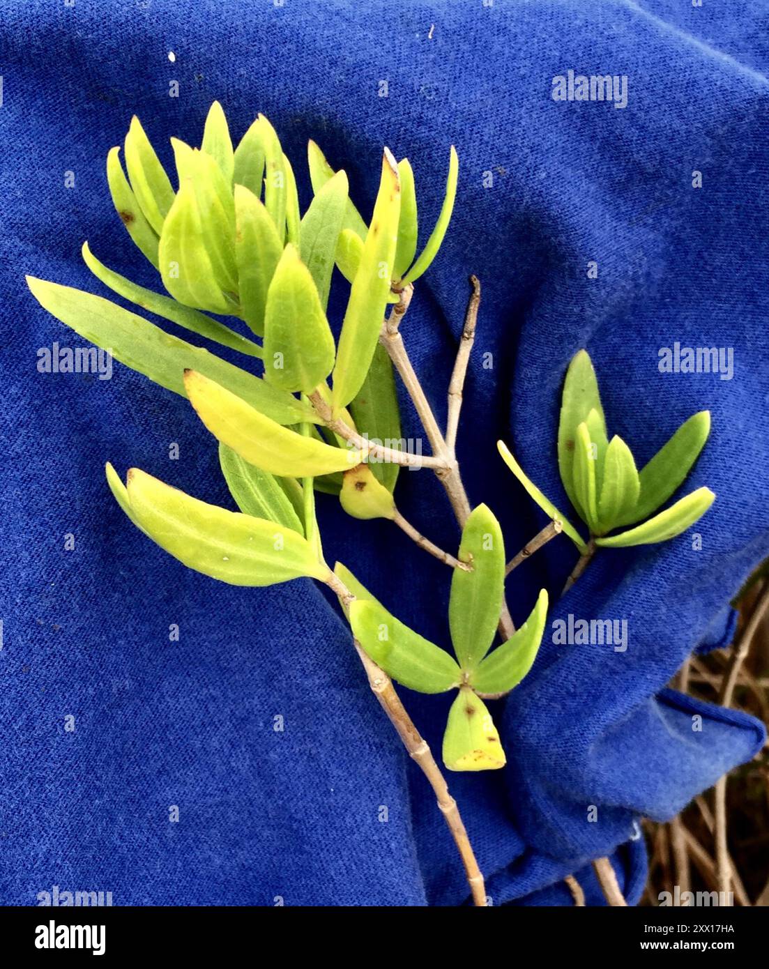 marsh elder (Iva frutescens) Plantae Stock Photo - Alamy