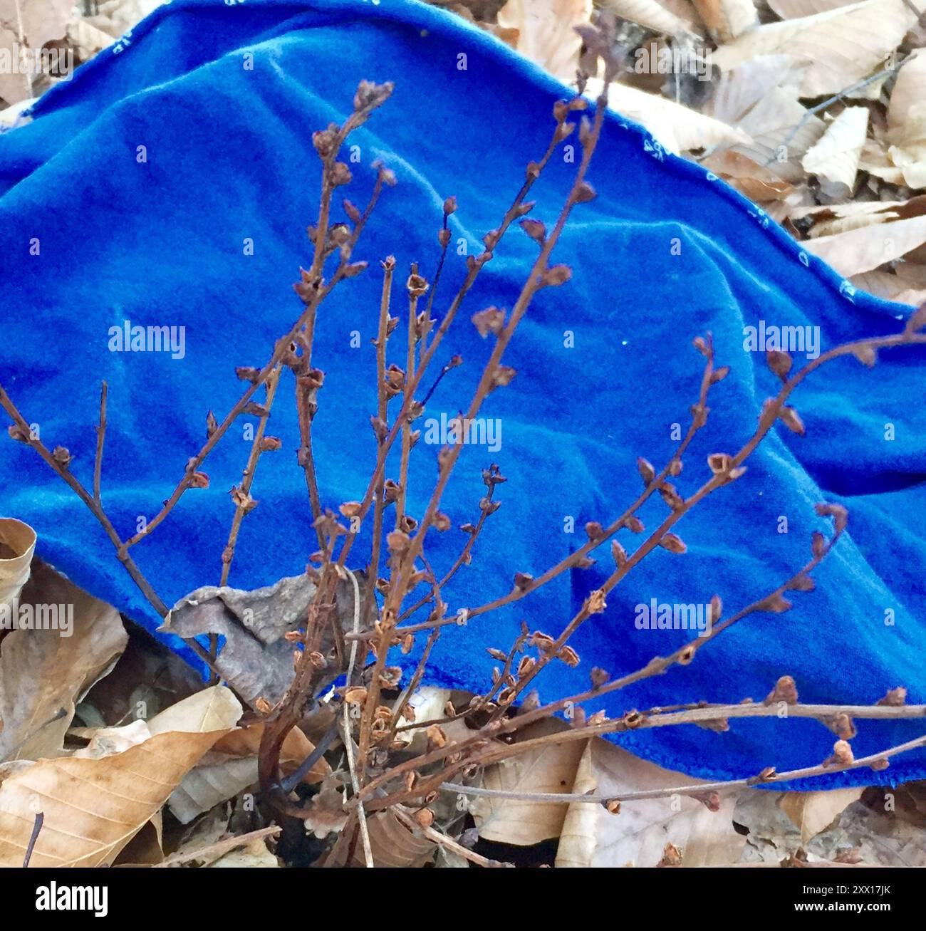 Beechdrops (Epifagus virginiana) Plantae Stock Photo - Alamy