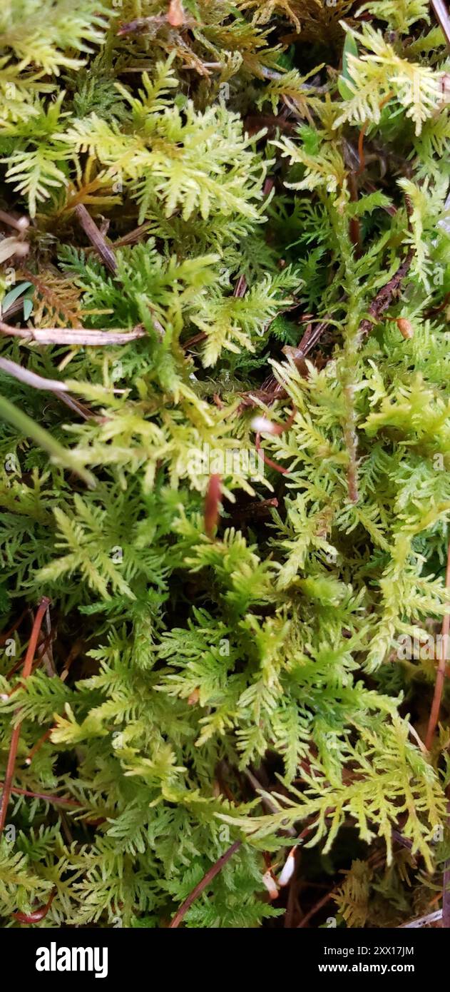 delicate fern moss (Thuidium delicatulum) Plantae Stock Photo - Alamy