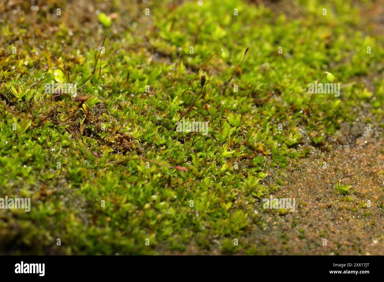 Wall Screw-moss (Tortula muralis) Plantae Stock Photo - Alamy