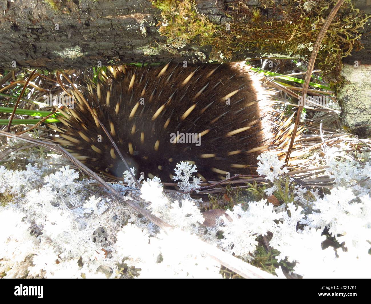 Tasmanian Echidna (Tachyglossus aculeatus setosus) Mammalia Stock Photo ...
