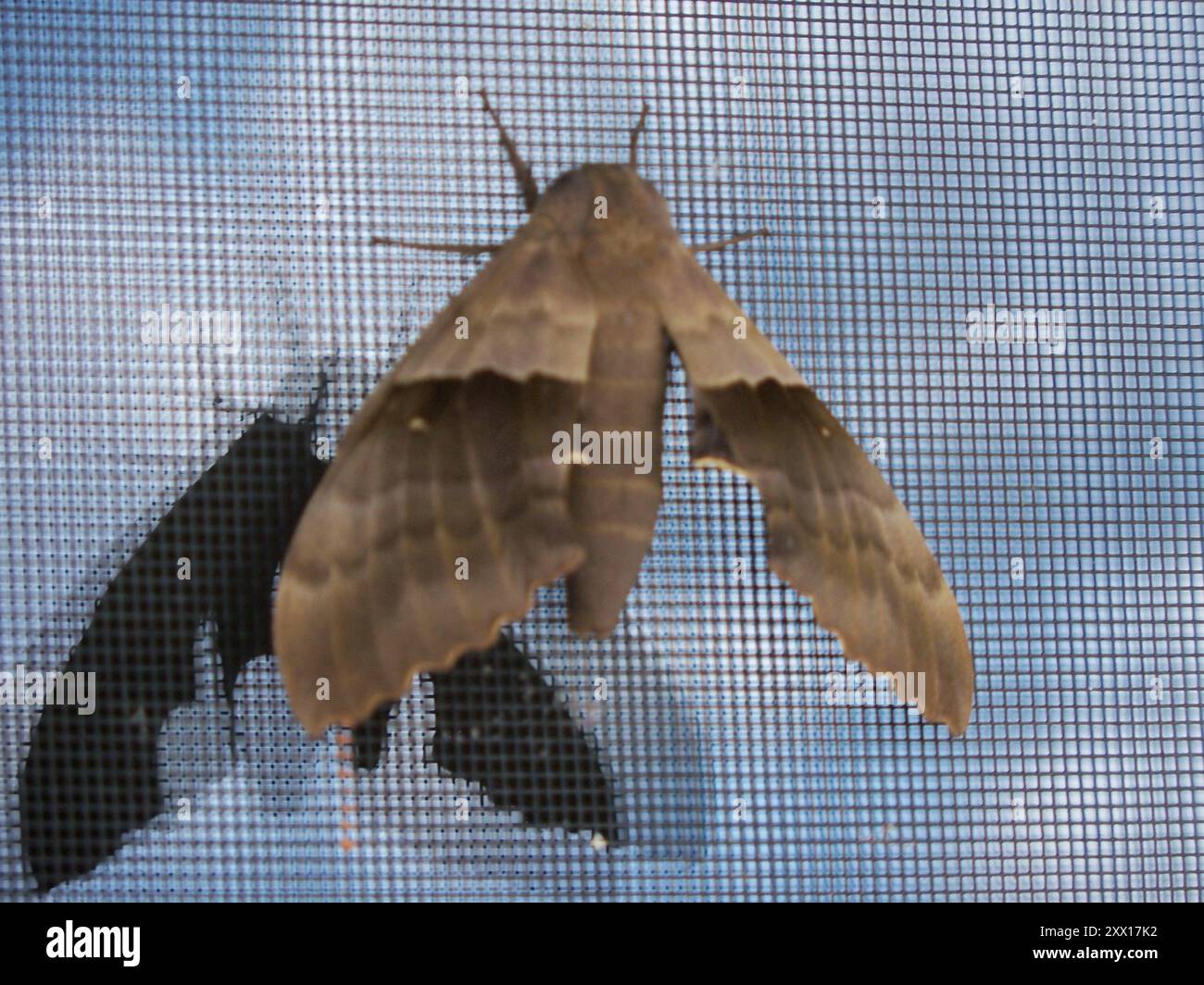 Modest Sphinx (Pachysphinx modesta) Insecta Stock Photo - Alamy