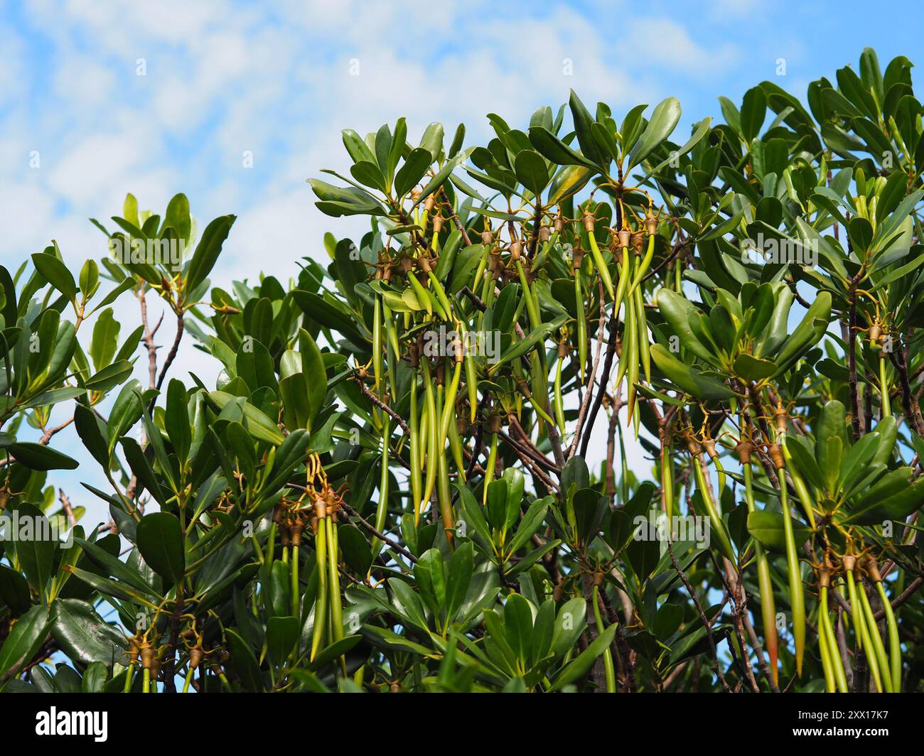 (Kandelia obovata) Plantae Stock Photo - Alamy