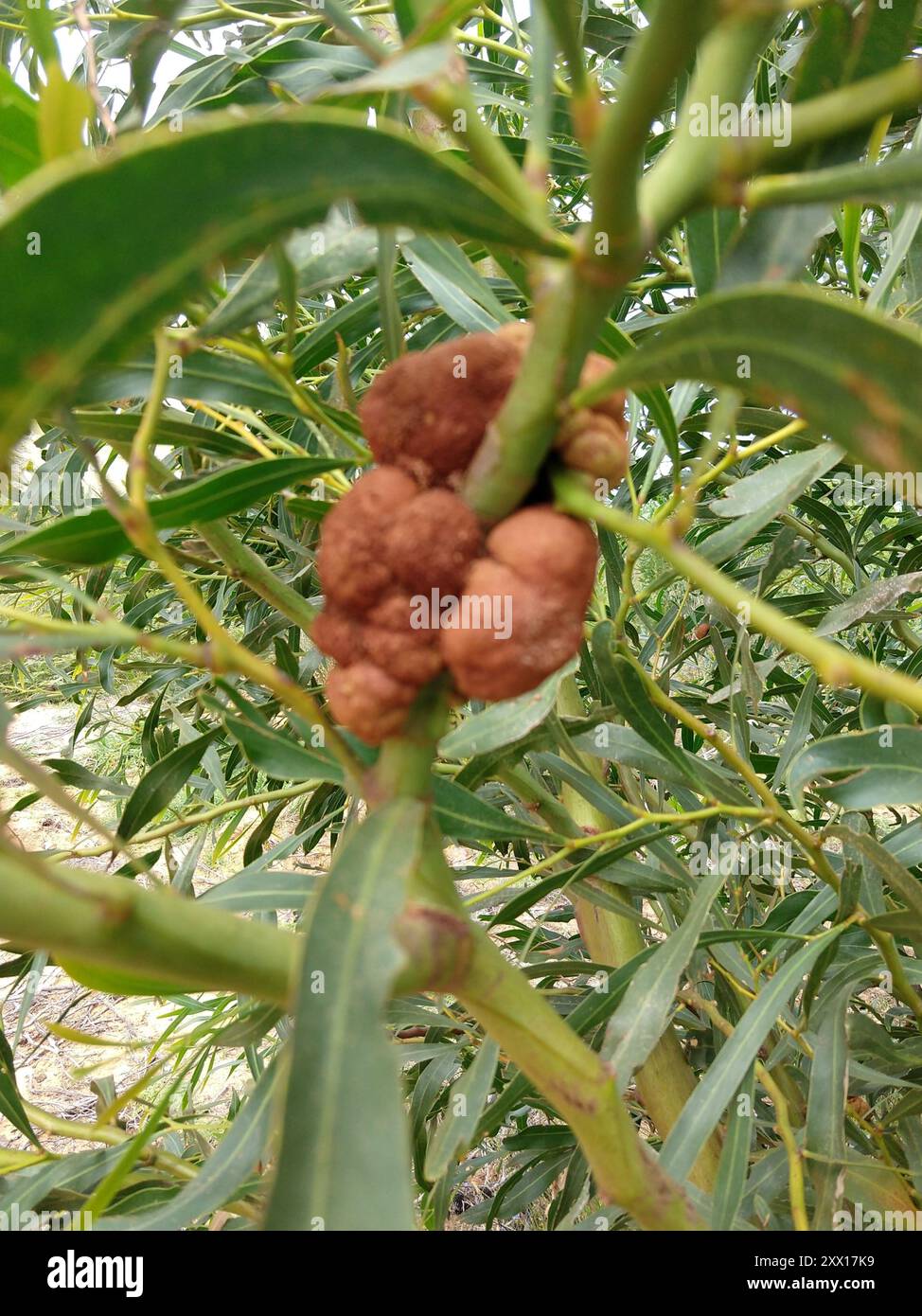 Port Jackson Gall Rust (Uromycladium morrisii) Fungi Stock Photo - Alamy