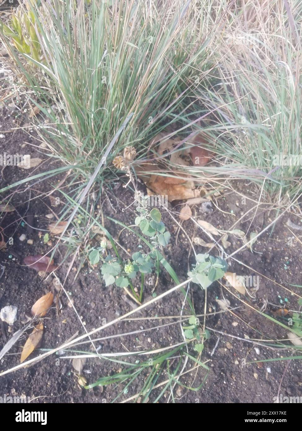sweet Indian Mallow (Abutilon fruticosum) Plantae Stock Photo - Alamy