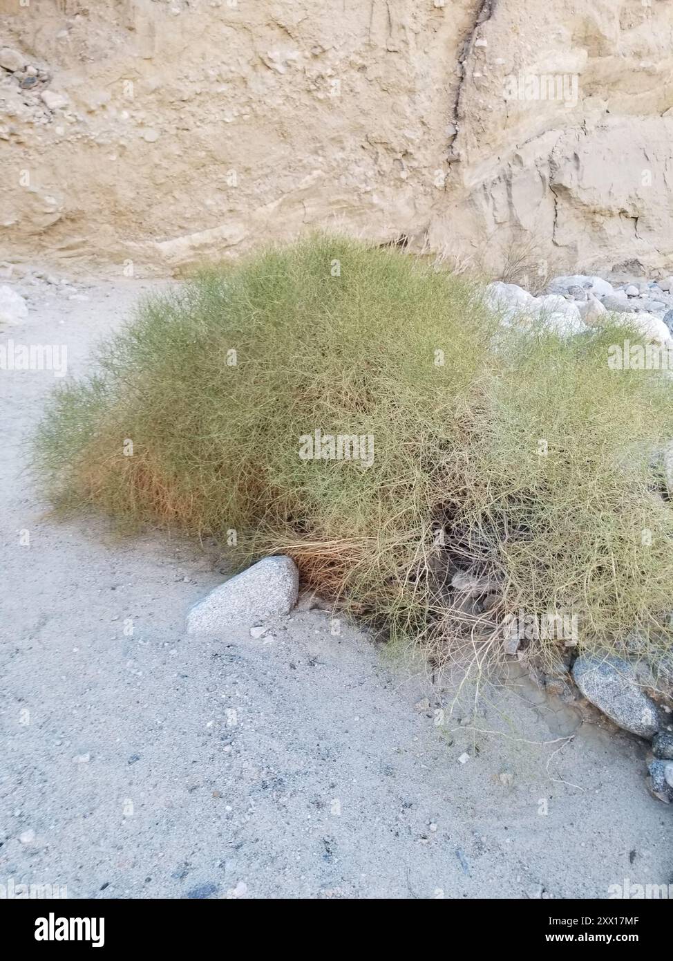 Cheesebush (Ambrosia salsola) Plantae Stock Photo - Alamy