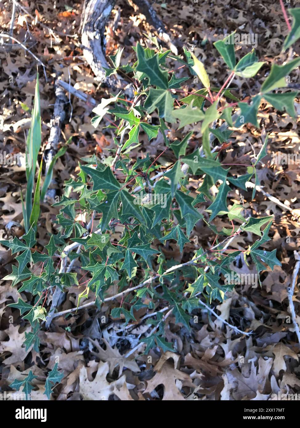 Agarita (Berberis trifoliolata) Plantae Stock Photo - Alamy
