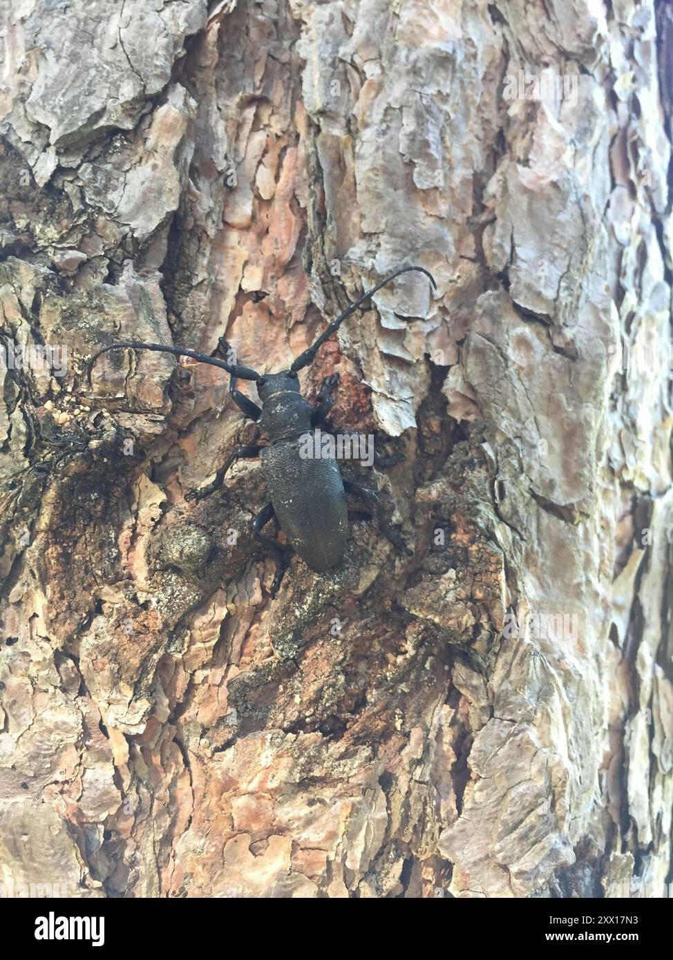 Weaver beetle (Lamia textor) Insecta Stock Photo - Alamy