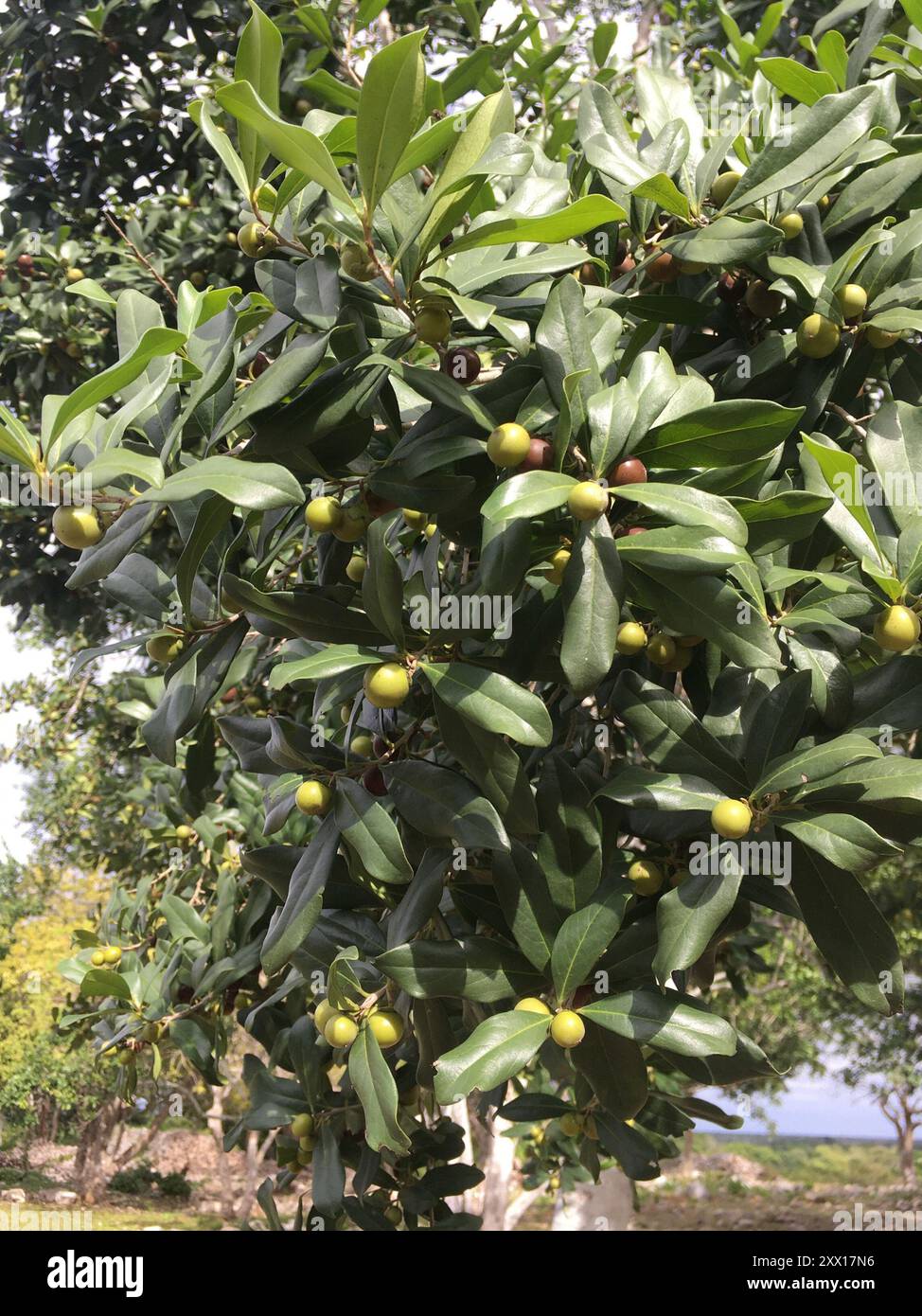 dicots (Magnoliopsida) Plantae Stock Photo - Alamy