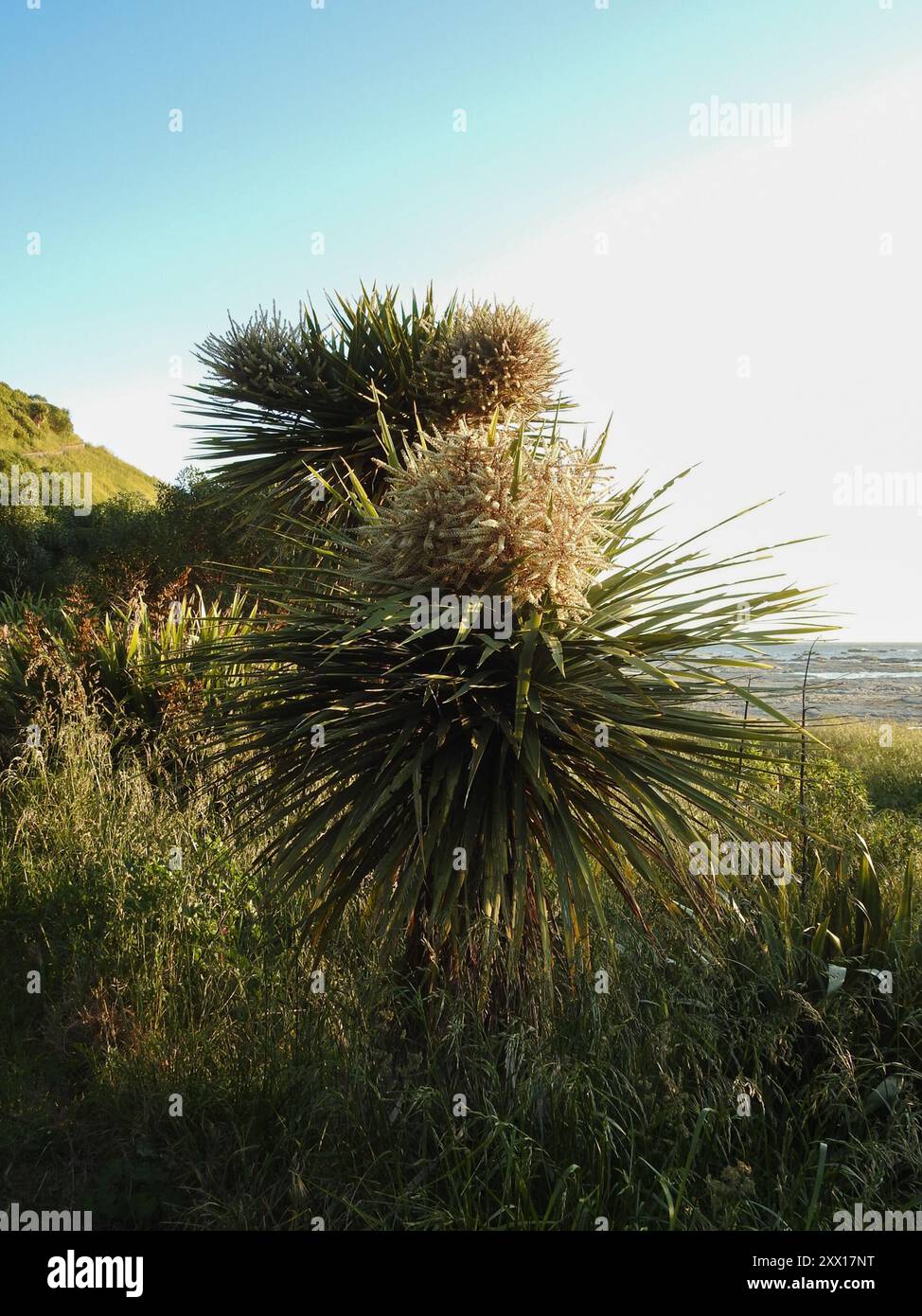 New Zealand cabbage tree (Cordyline australis) Plantae Stock Photo - Alamy
