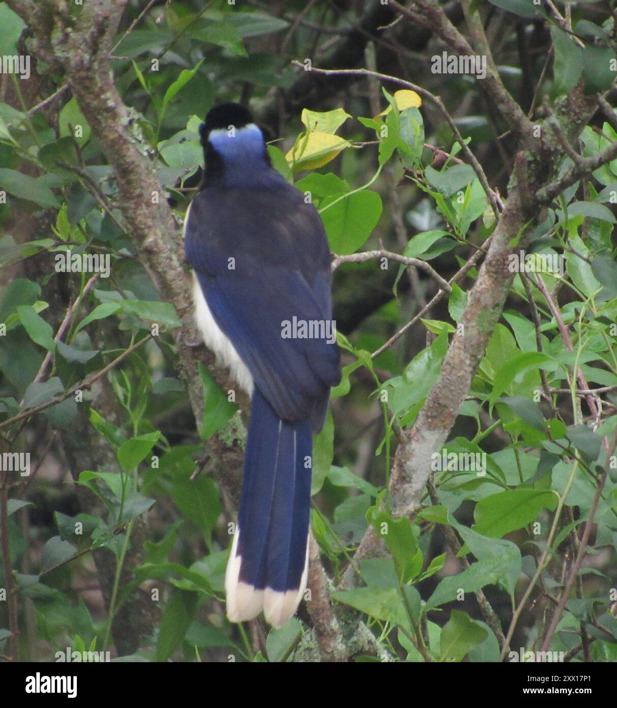 Plush-crested Jay (Cyanocorax chrysops) Aves Stock Photo - Alamy