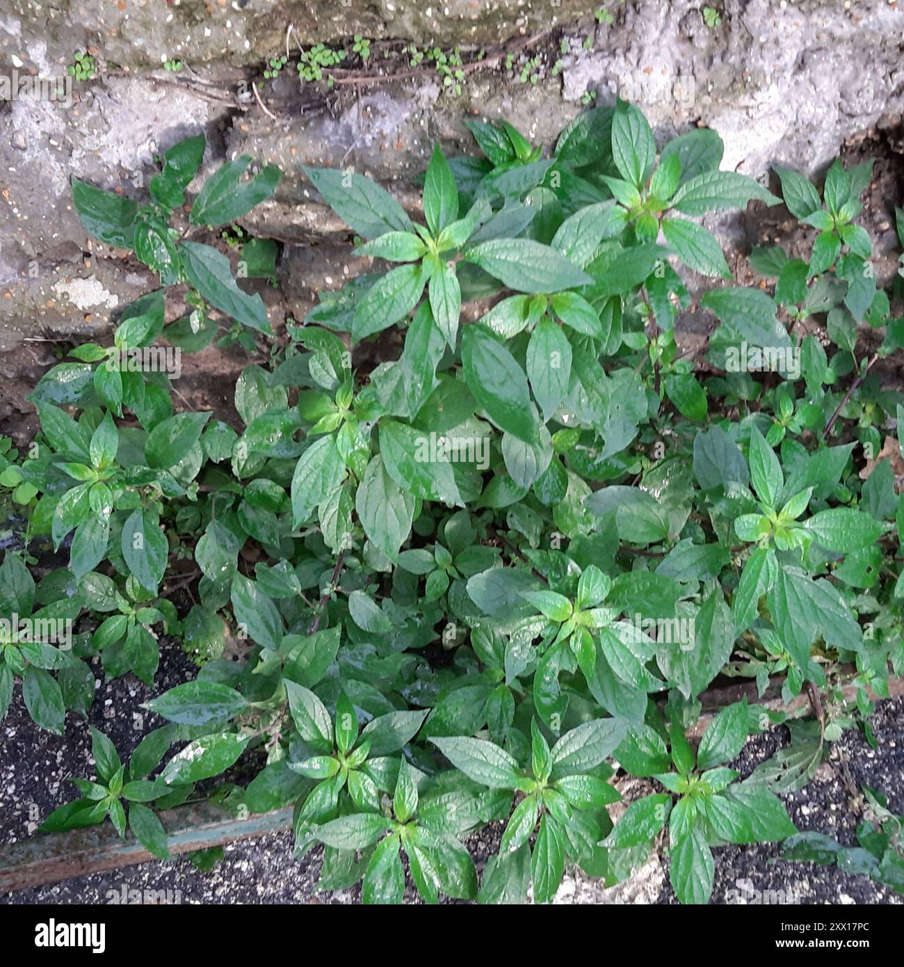pellitory-of-the-wall (Parietaria judaica) Plantae Stock Photo - Alamy
