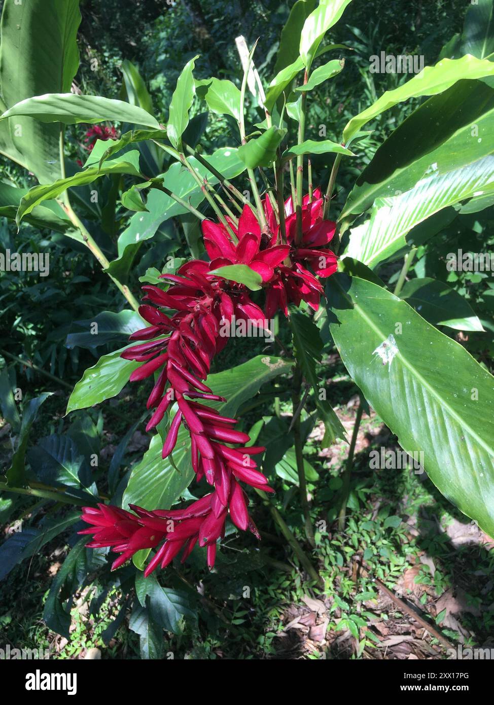 Red Ginger (Alpinia purpurata) Plantae Stock Photo - Alamy