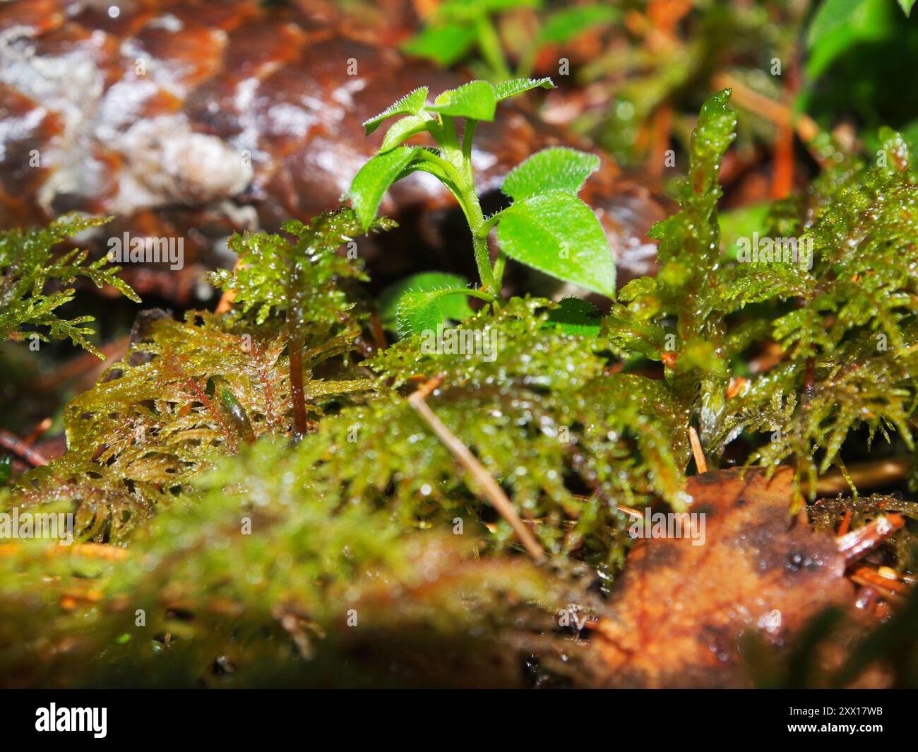 vascular plants (Tracheophyta) Plantae Stock Photo - Alamy