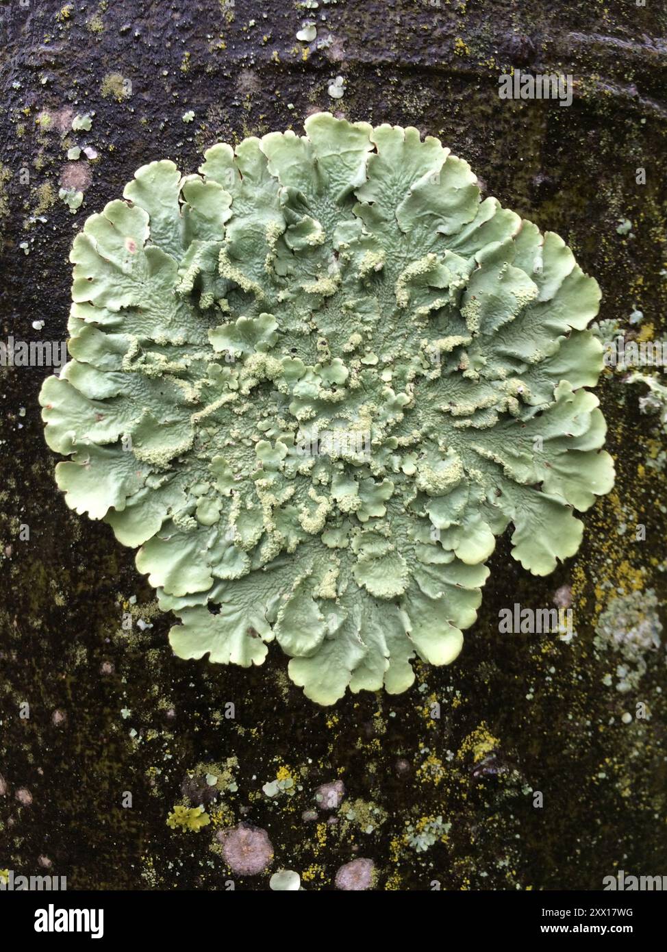 common greenshield lichen (Flavoparmelia caperata) Fungi Stock Photo ...