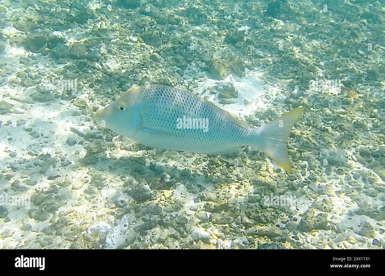 Spangled Emperor (Lethrinus nebulosus) Actinopterygii Stock Photo - Alamy