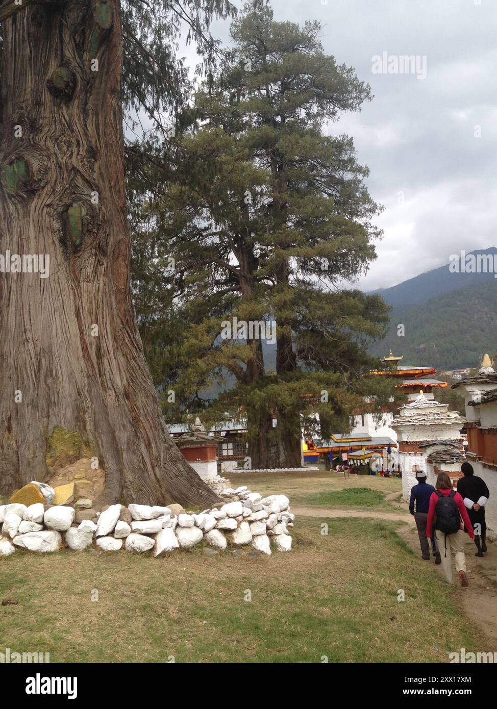 Bhutan cypress (Cupressus corneyana) Plantae Stock Photo - Alamy