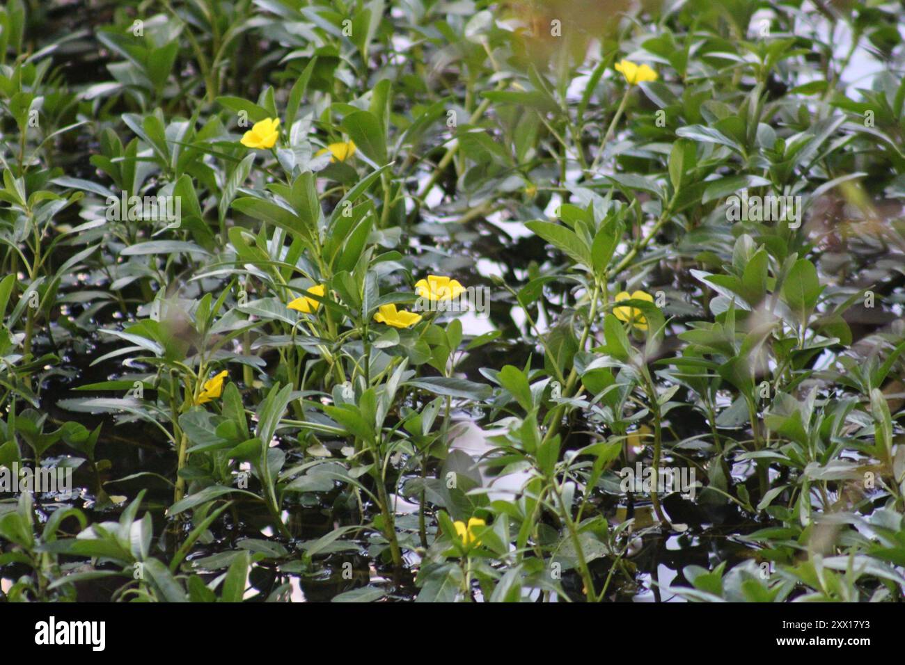 floating primrose-willow (Ludwigia peploides) Plantae Stock Photo - Alamy