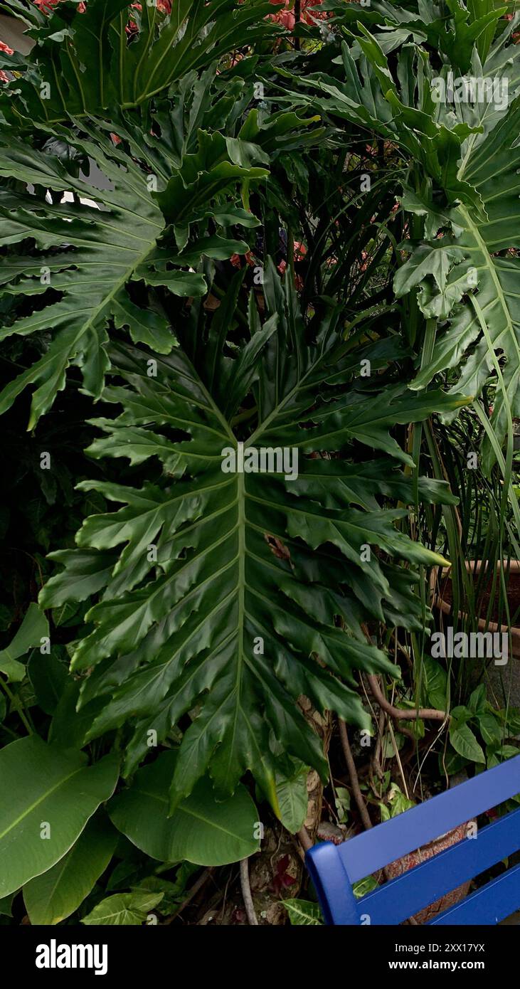 Tree philodendron thaumatophyllum bipinnatifidum hi-res stock ...