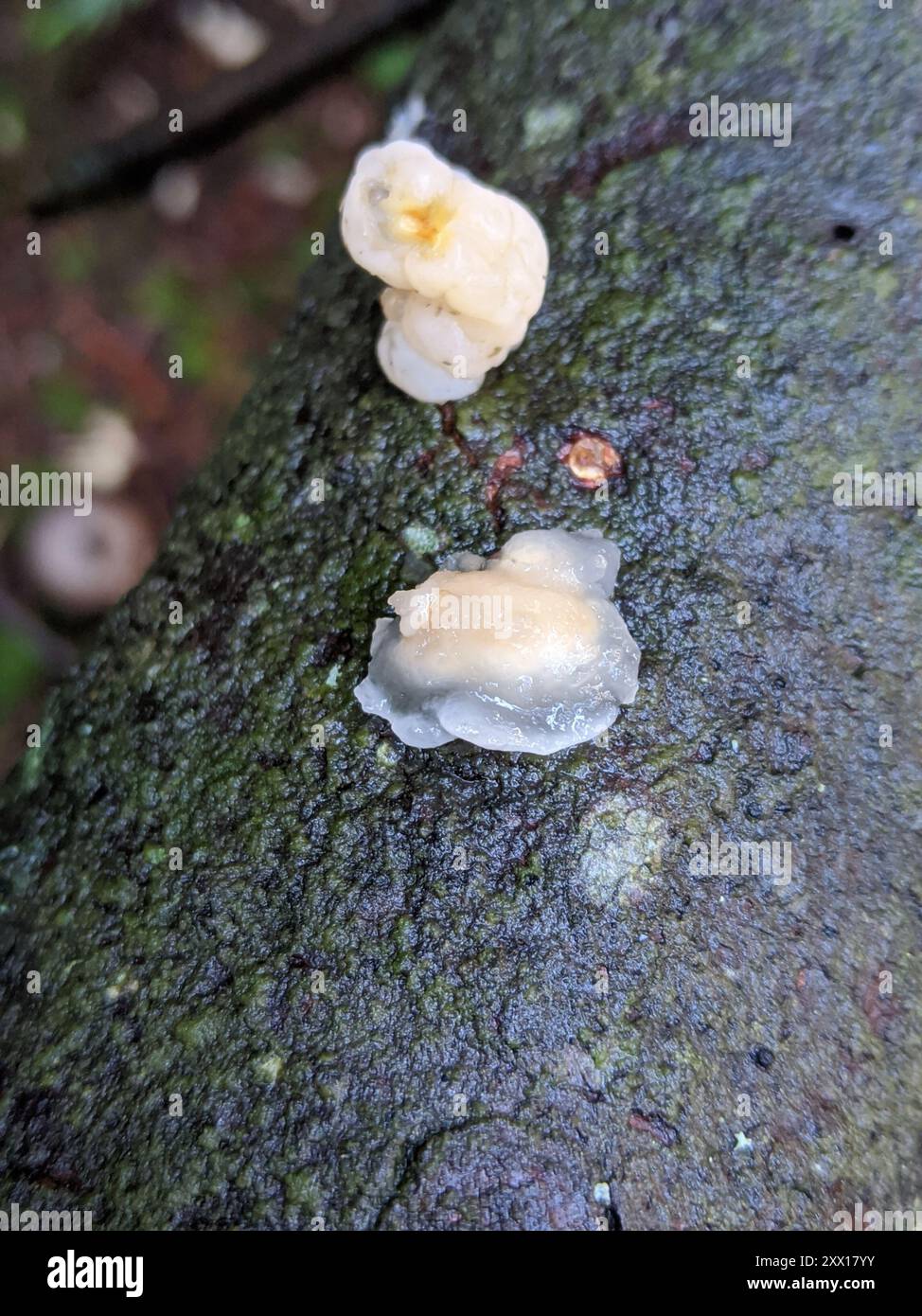 Crystal brain fungi hi-res stock photography and images - Alamy