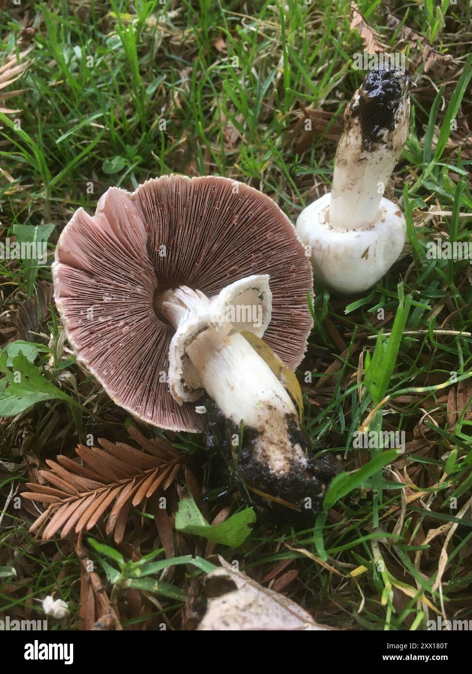California Agaricus (Agaricus californicus) Fungi Stock Photo - Alamy