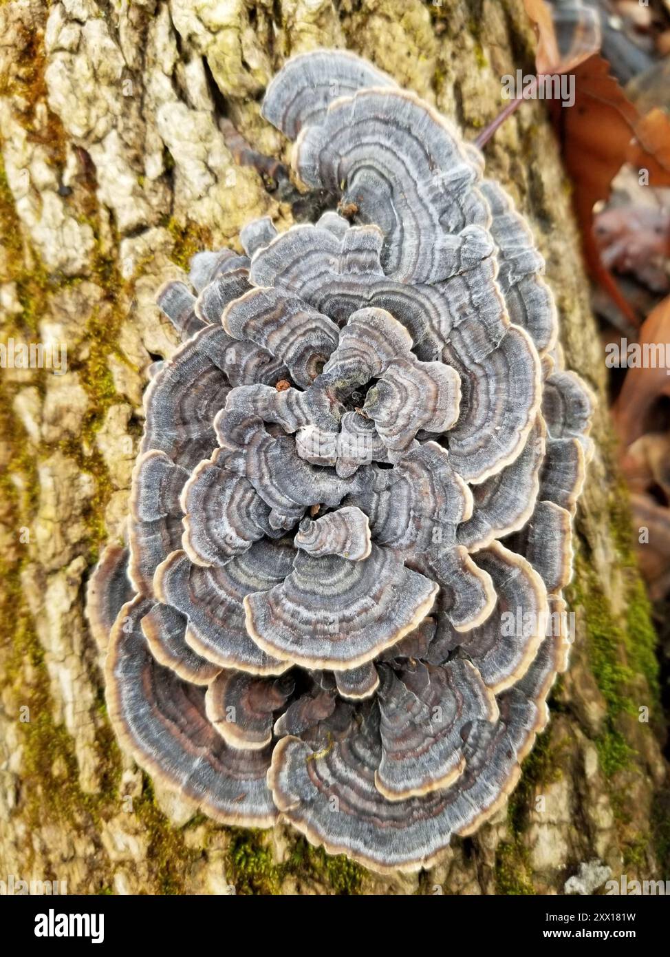 turkey-tail (Trametes versicolor) Fungi Stock Photo - Alamy