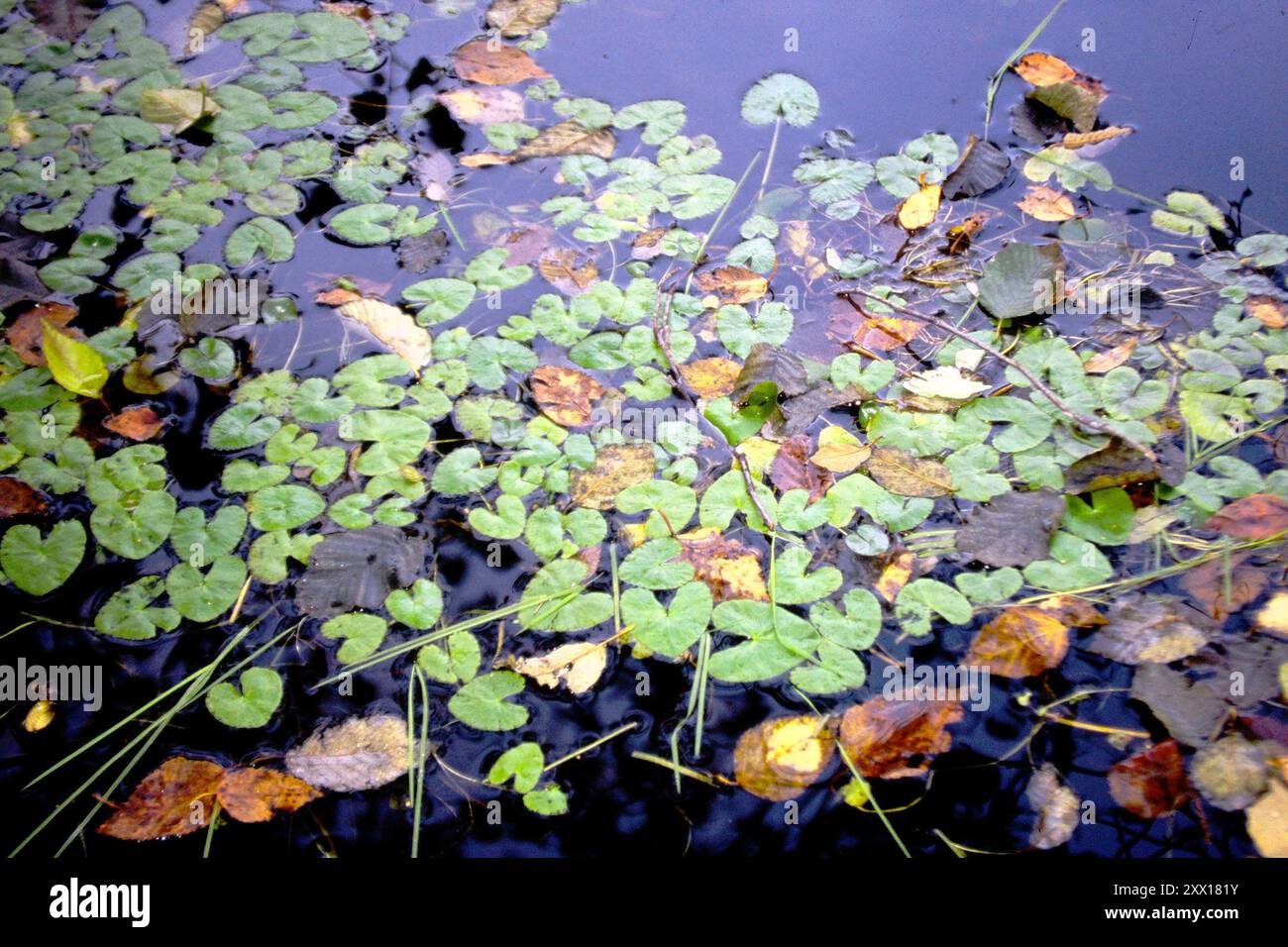 Floating Marsh-marigold (Caltha natans) Plantae Stock Photo - Alamy