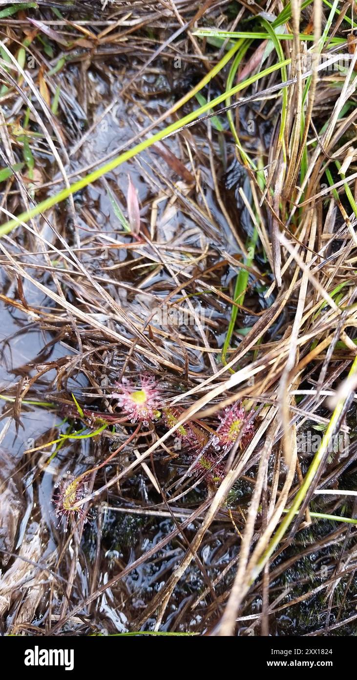 Great Sundew (Drosera anglica) Plantae Stock Photo - Alamy
