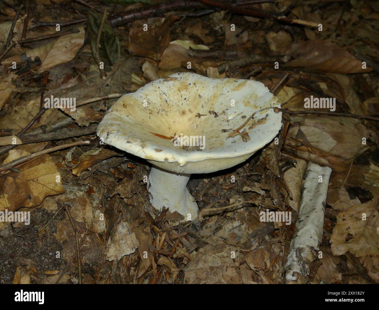 Peppery Milkcap (Lactifluus piperatus) Fungi Stock Photo - Alamy