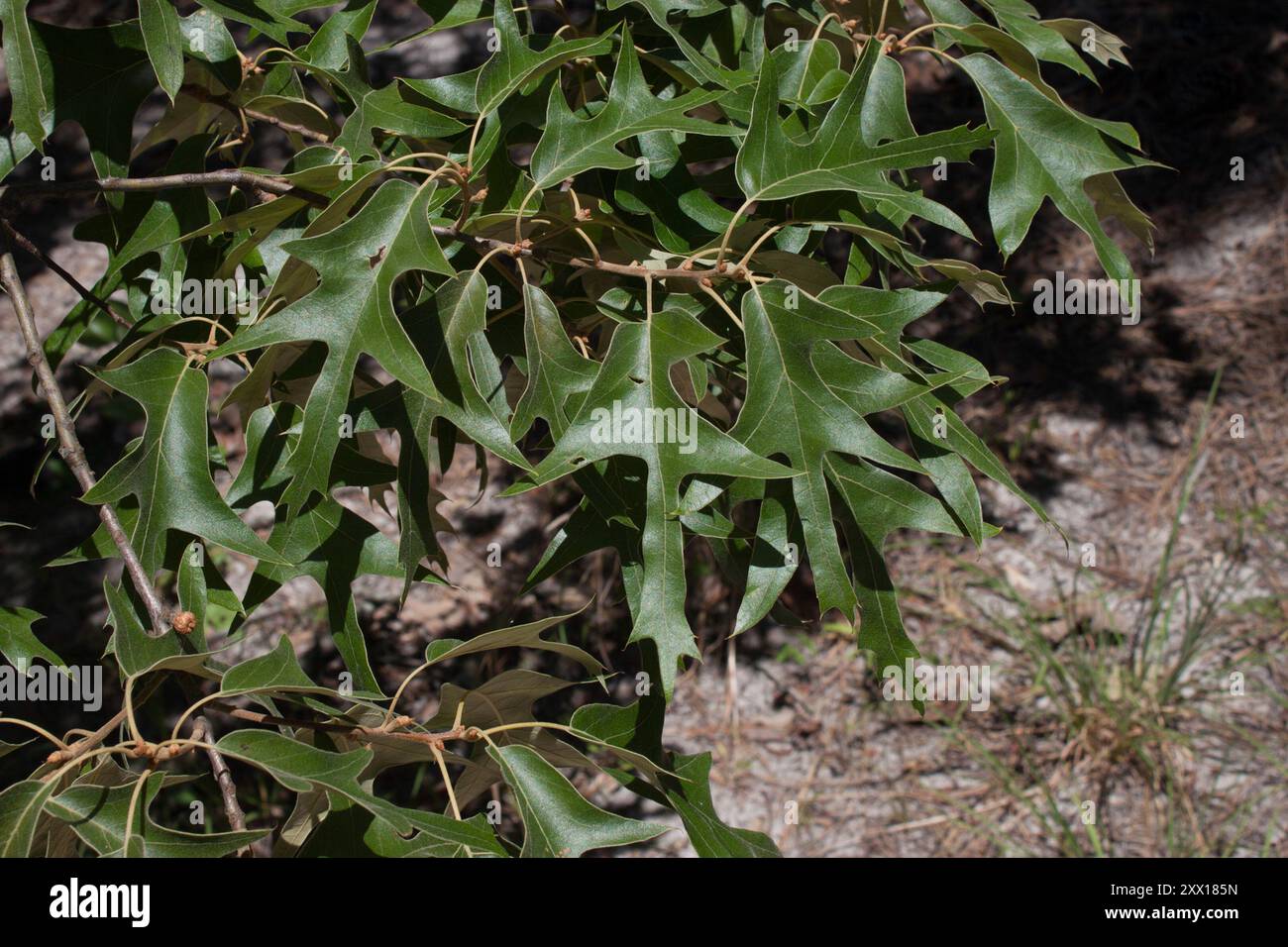 southern red oak (Quercus falcata) Plantae Stock Photo - Alamy