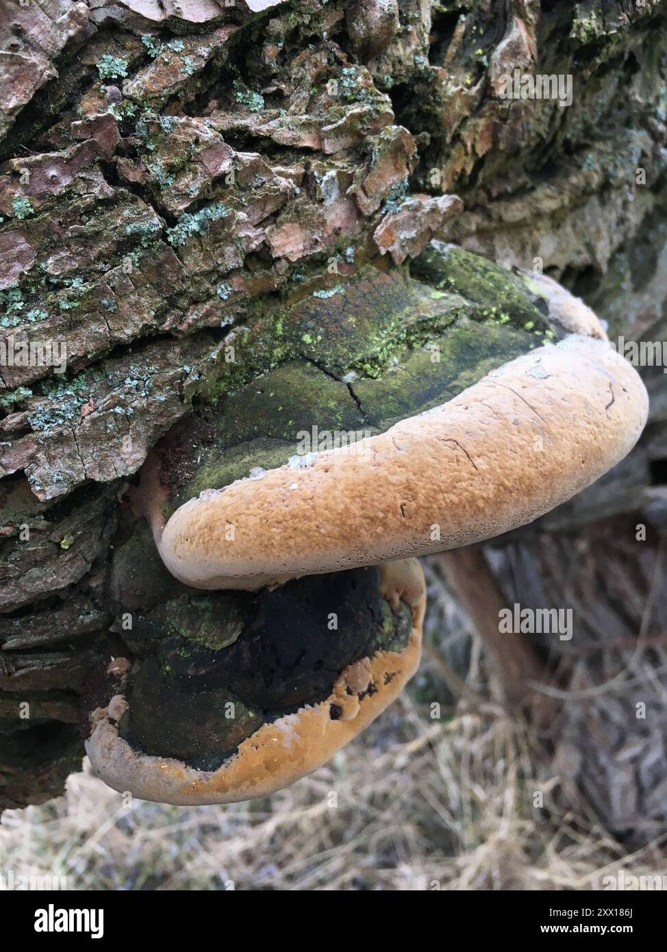 Willow Bracket (Phellinus igniarius) Fungi Stock Photo - Alamy
