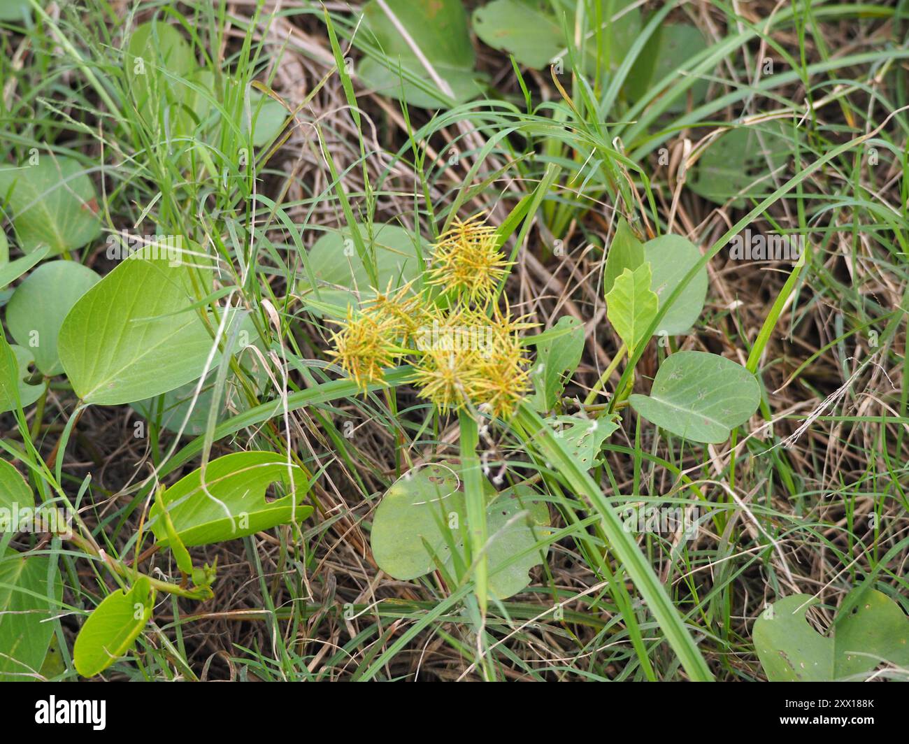 Fragrant flatsedge (Cyperus odoratus) Plantae Stock Photo - Alamy
