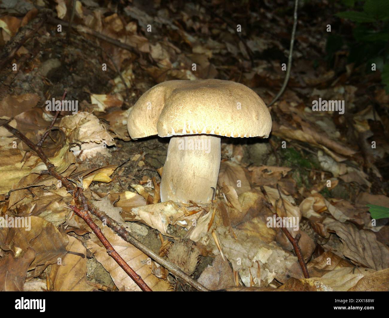 Summer Bolete (Boletus reticulatus) Fungi Stock Photo - Alamy