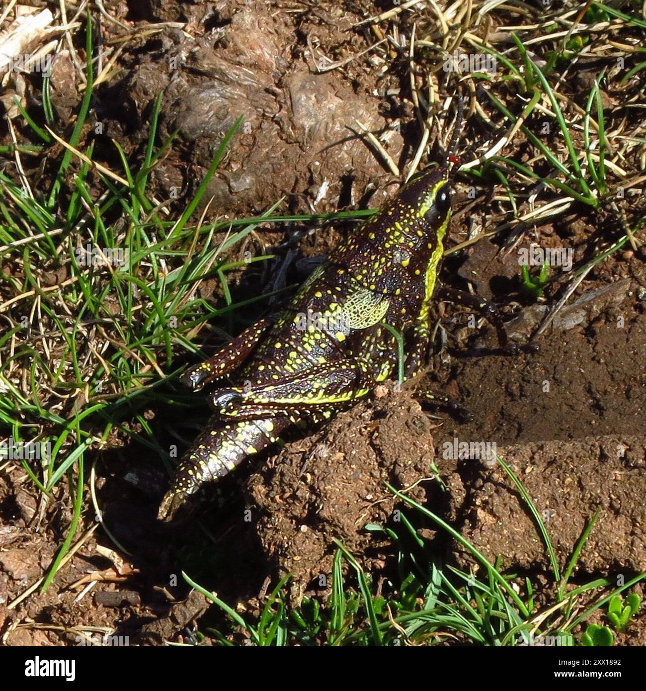 Spotted Mountain-grasshopper (Monistria concinna) Insecta Stock Photo ...