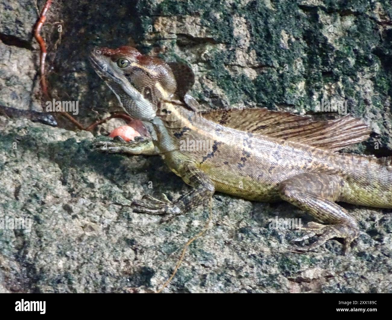 Common Basilisk (Basiliscus basiliscus) Reptilia Stock Photo - Alamy