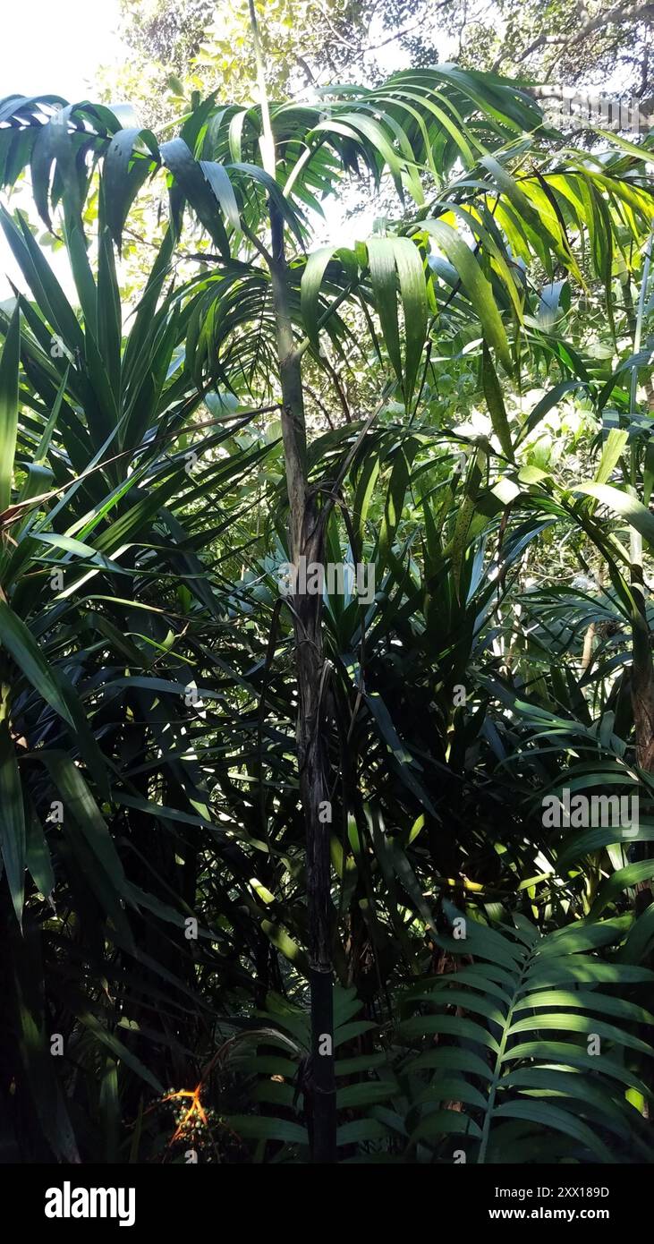 pacaya palm (Chamaedorea tepejilote) Plantae Stock Photo - Alamy