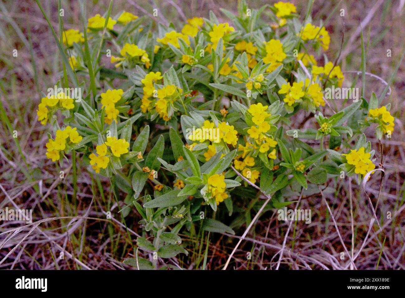 hoary puccoon (Lithospermum canescens) Plantae Stock Photo - Alamy