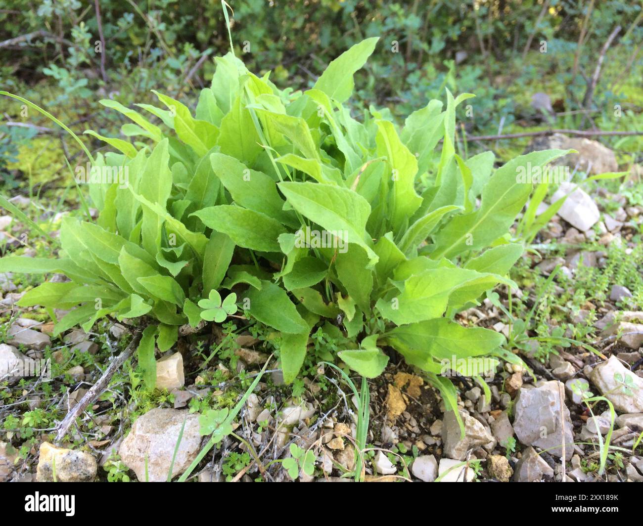 Cheirolophus sempervirens hi-res stock photography and images - Alamy