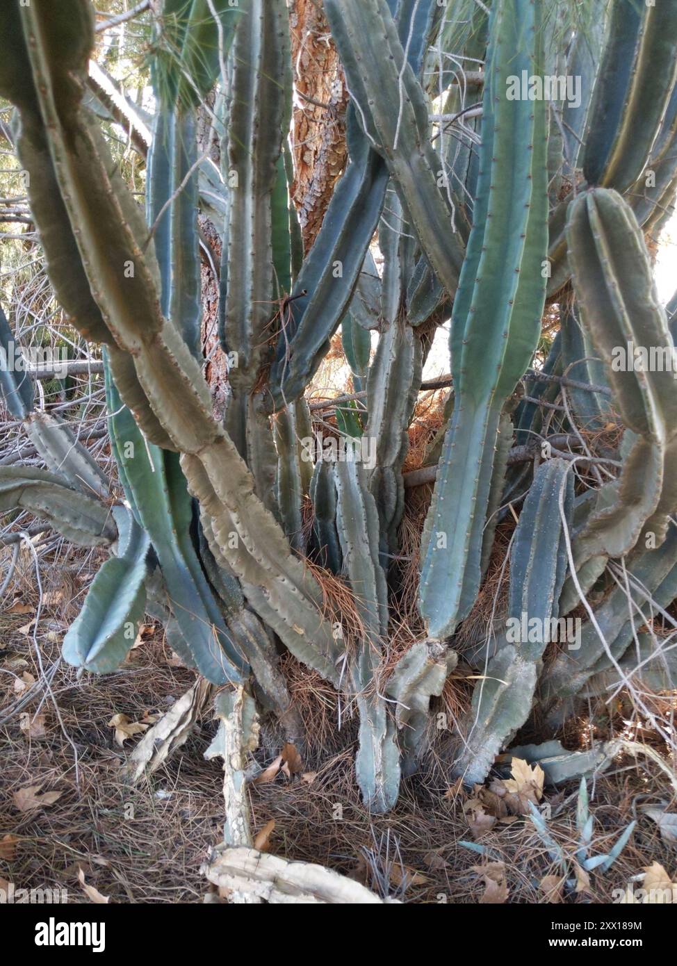 globular cacti, moonlight cacti, torch cacti, and allies (Cactoideae ...
