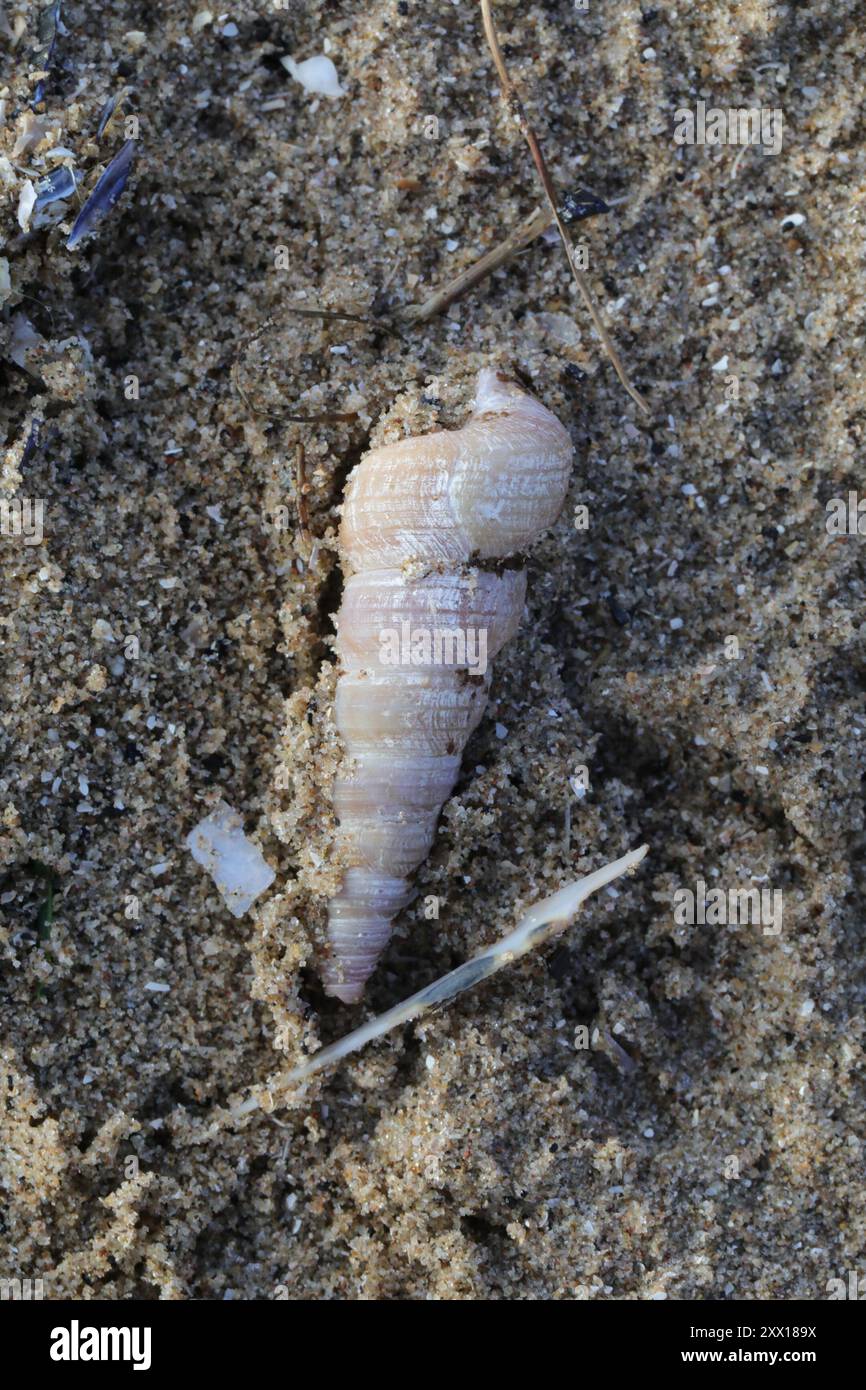Common Tower Shell (Turritellinella tricarinata) Mollusca Stock Photo ...