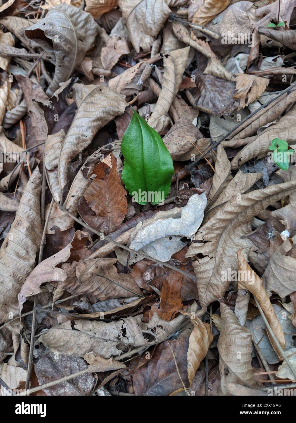 crane-fly orchid (Tipularia discolor) Plantae Stock Photo - Alamy