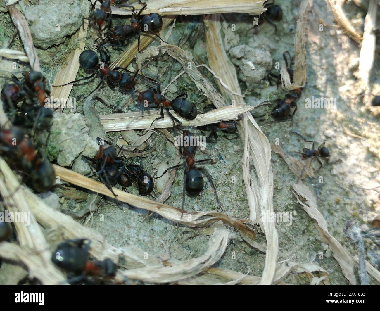 Wood, Mound, and Field Ants (Formica) Insecta Stock Photo - Alamy