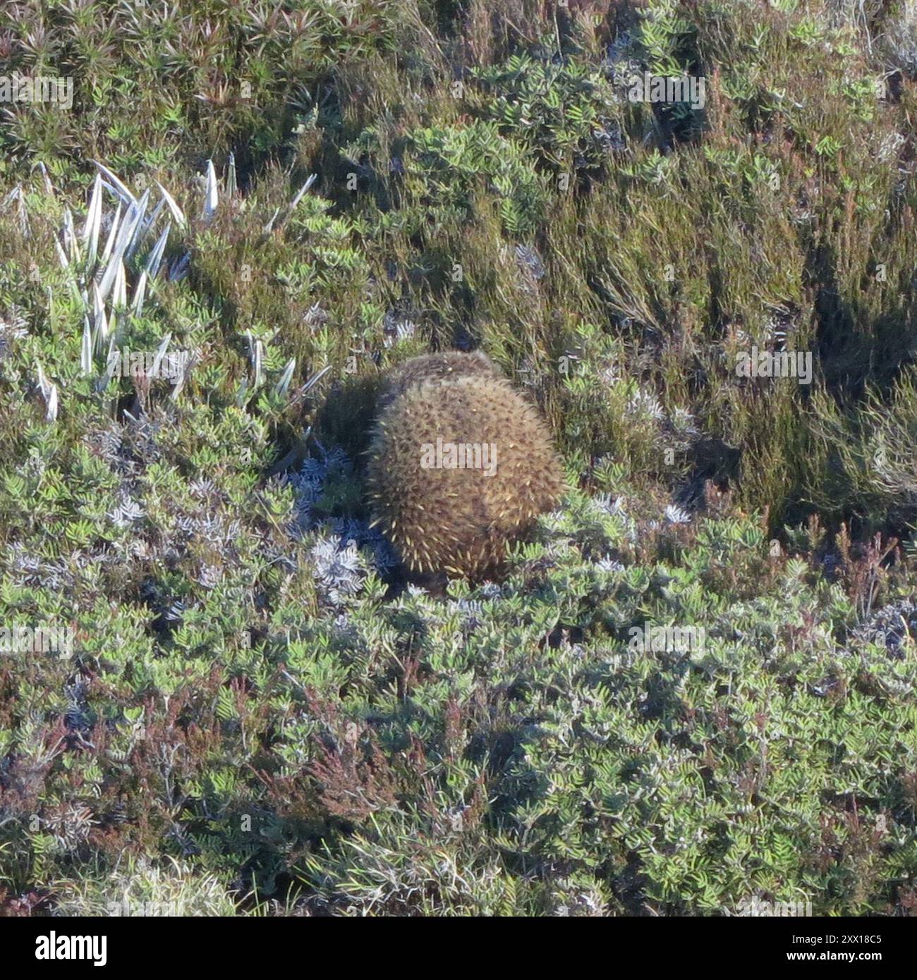 Tasmanian Echidna (Tachyglossus aculeatus setosus) Mammalia Stock Photo ...