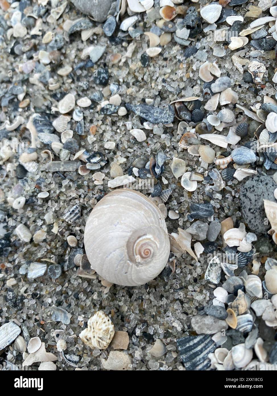 Shark Eye (Neverita duplicata) Mollusca Stock Photo - Alamy