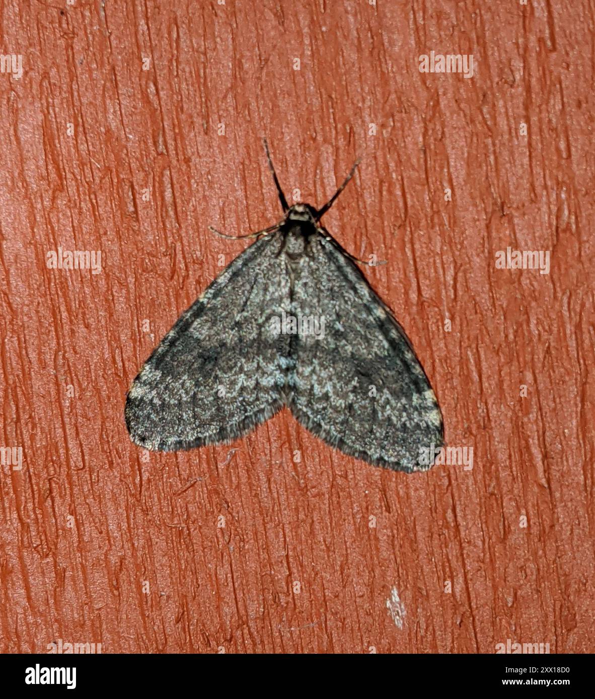 Western Bruce Spanworm (Operophtera occidentalis) Insecta Stock Photo ...