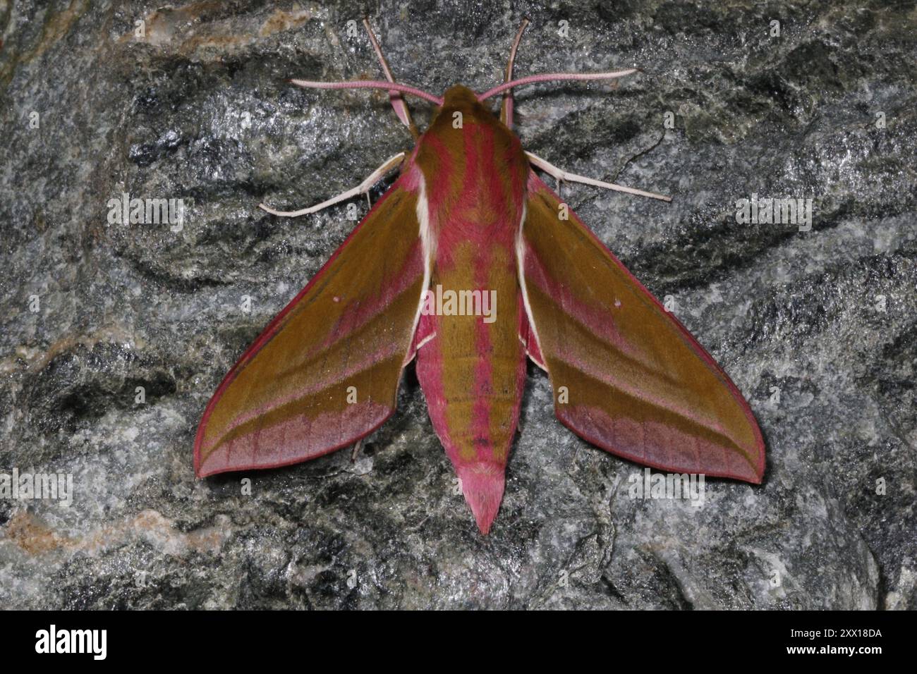 Elephant Hawkmoth (Deilephila elpenor) Insecta Stock Photo - Alamy