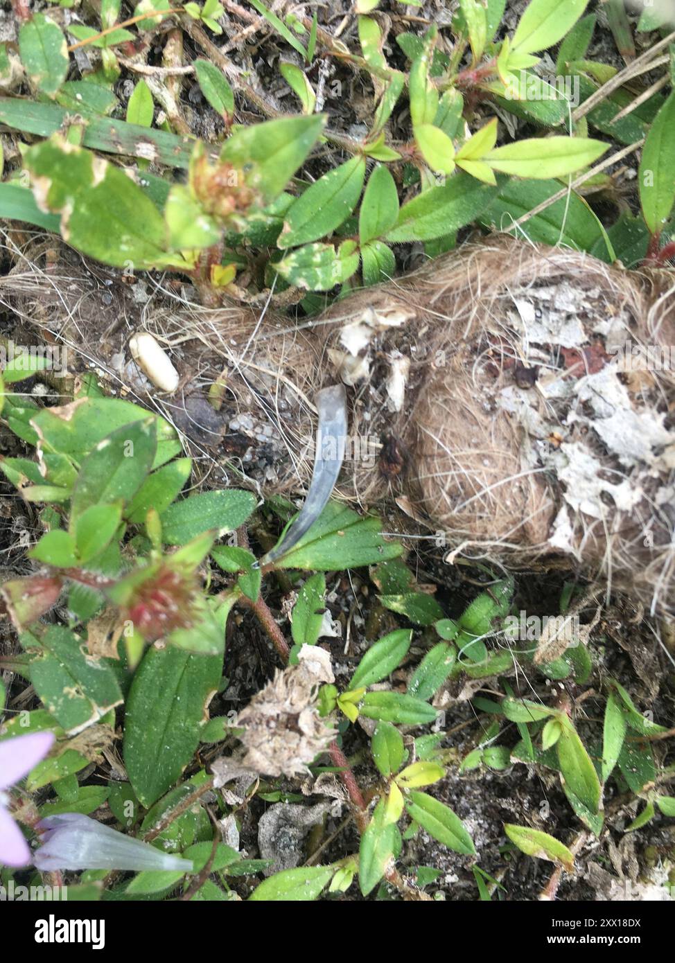 Carnivorans (Carnivora) Mammalia Stock Photo - Alamy